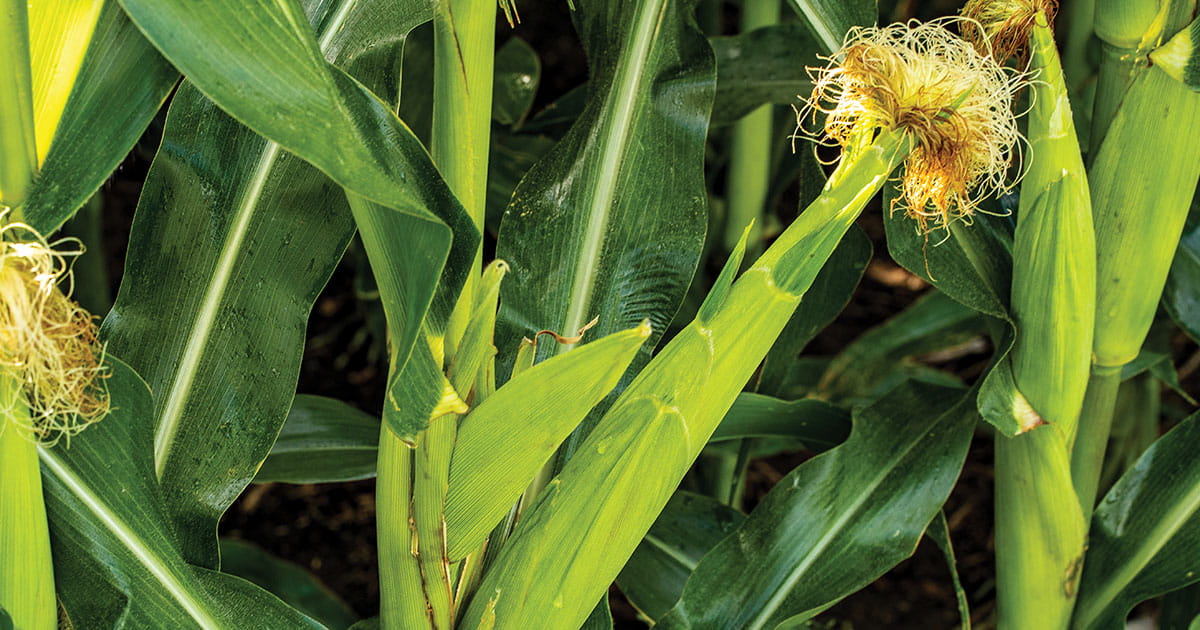 Corn | Allegiant Seed