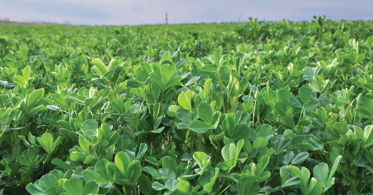 438RR alfalfa: roundup ready forage option | Allegiant Seed