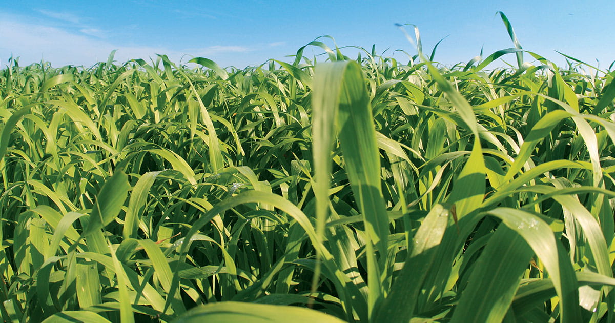 HighYield BMR PS Sorghum: Photoperiod-sensitive forage | Allegiant Seed