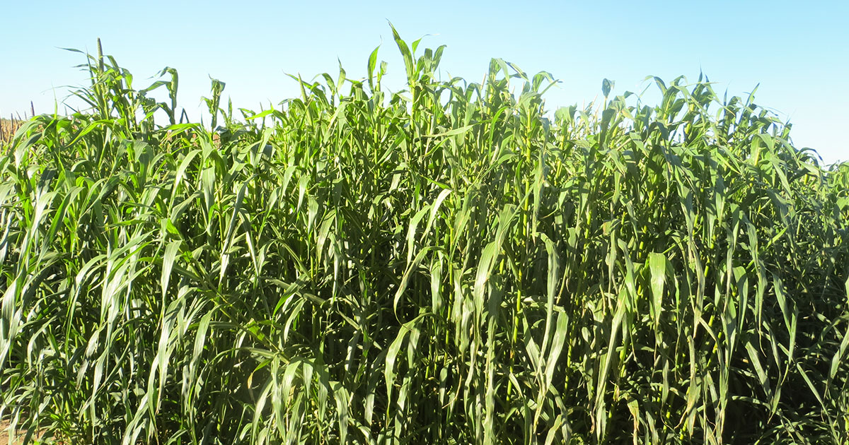 Hybrid pearl millet for forage | Allegiant Seed