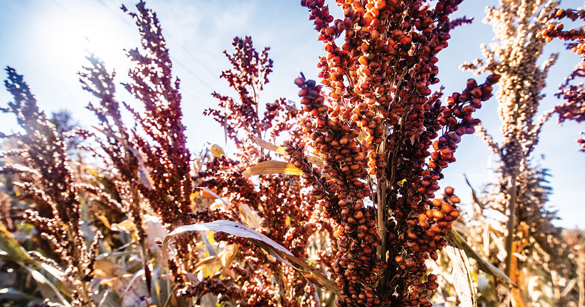 Versatile sorghum hybrids | Allegiant Seed