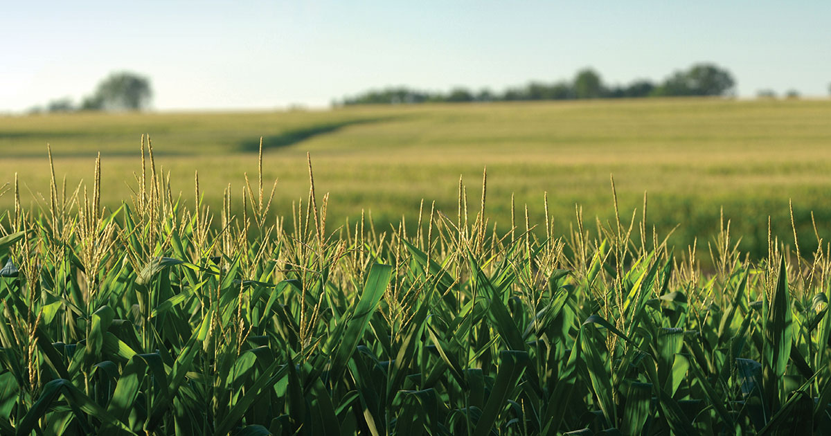 Quality seeds for optimal yields | Allegiant Seed