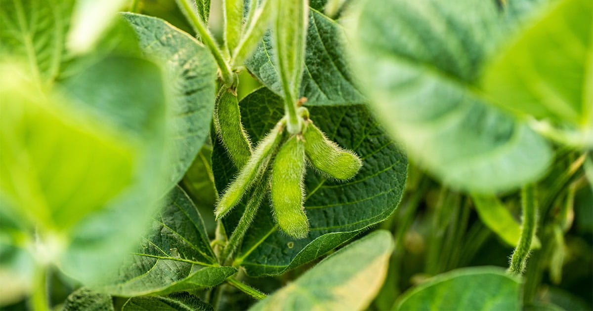 Allegiant 48F95NS soybean | Allegiant Seed