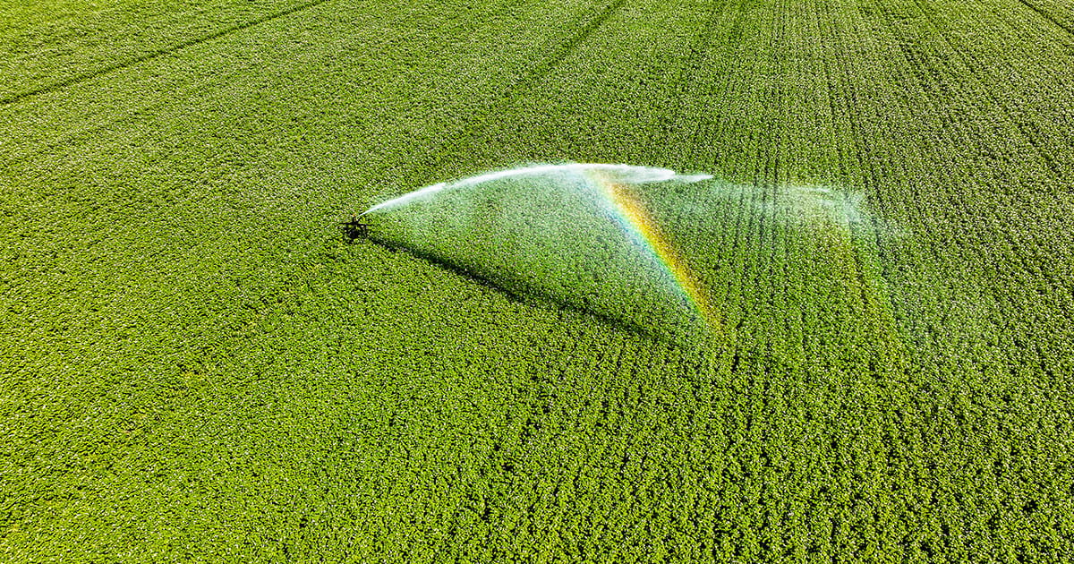 Local plot data for informed decisions | Allegiant Seed