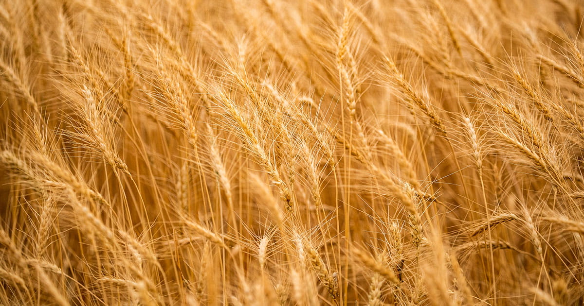 Allegiant 822 HRSW: Medium to late-maturity wheat | Allegiant Seed
