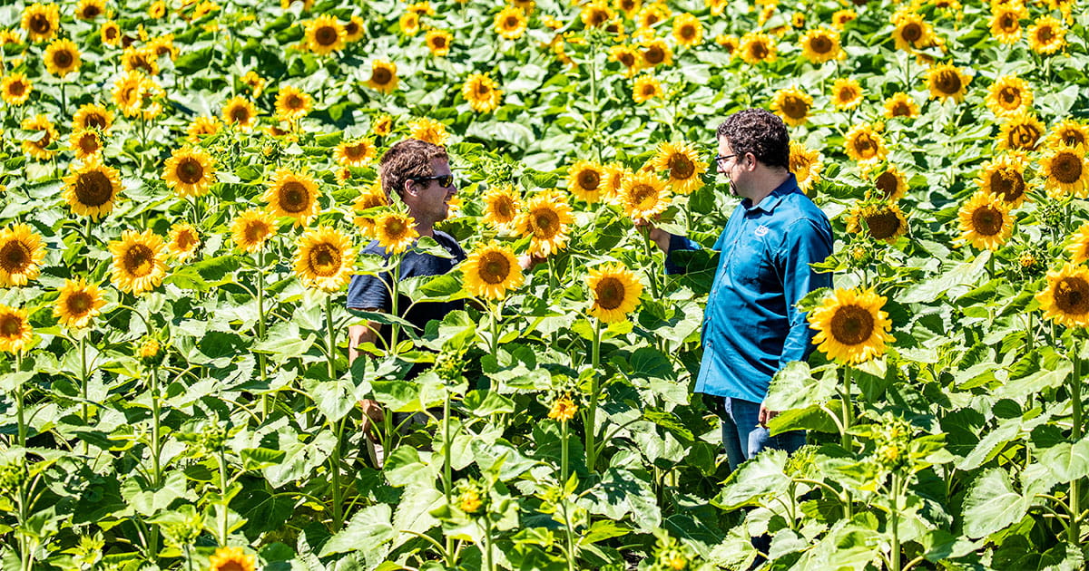 Guidance on sunflower cultivation practices | CHS Inc.