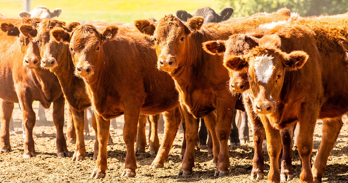 First Response Starter Supplement for calves | Payback Nutrition