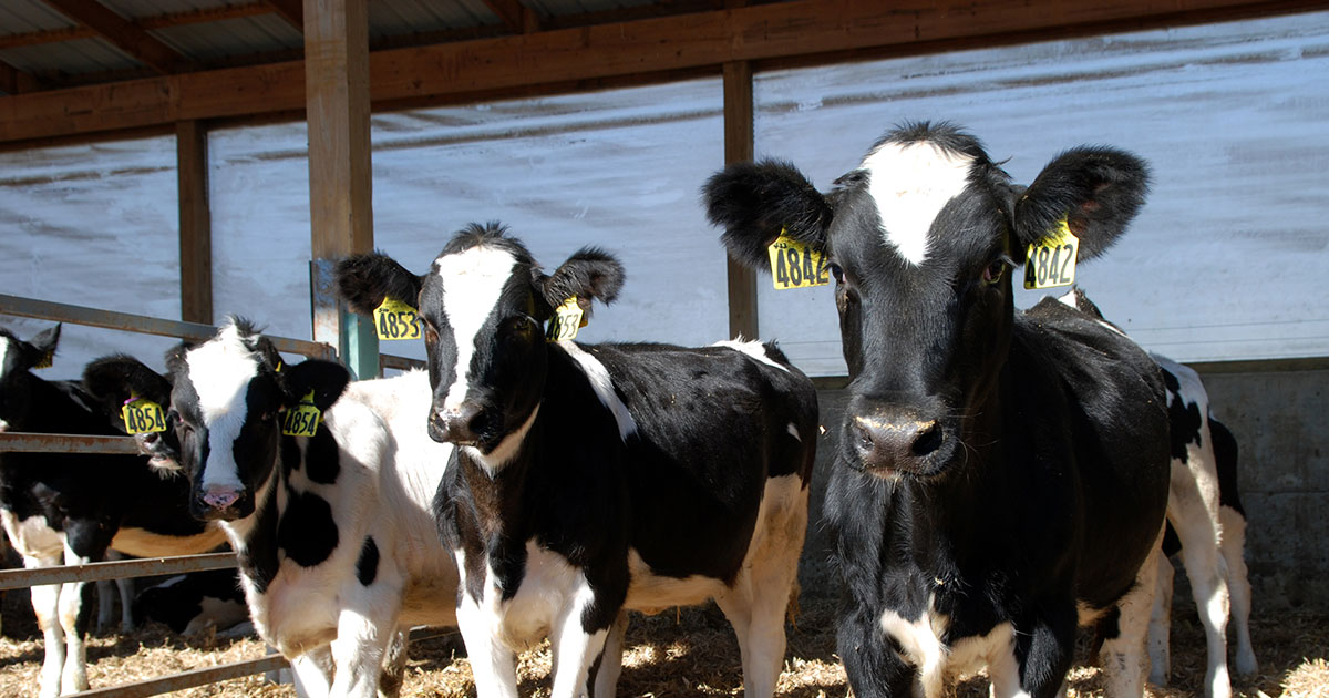 Calf Cream milk replacer for calf nutrition | Payback Nutrition