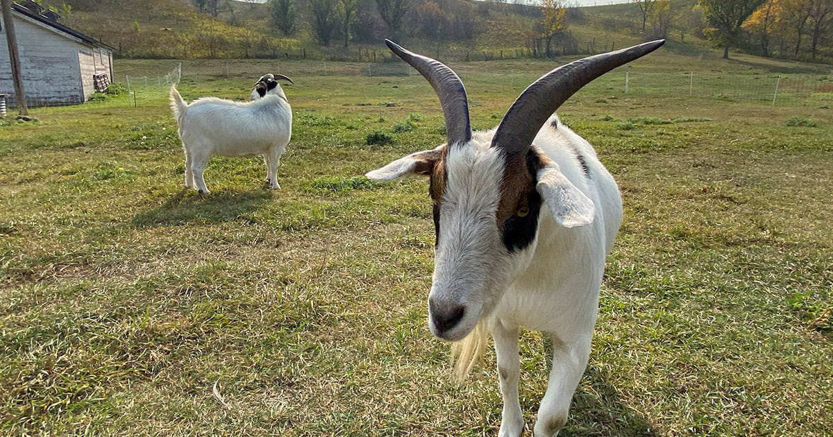 Goat Grower R20 Medicated feed for goat health | Payback Nutrition