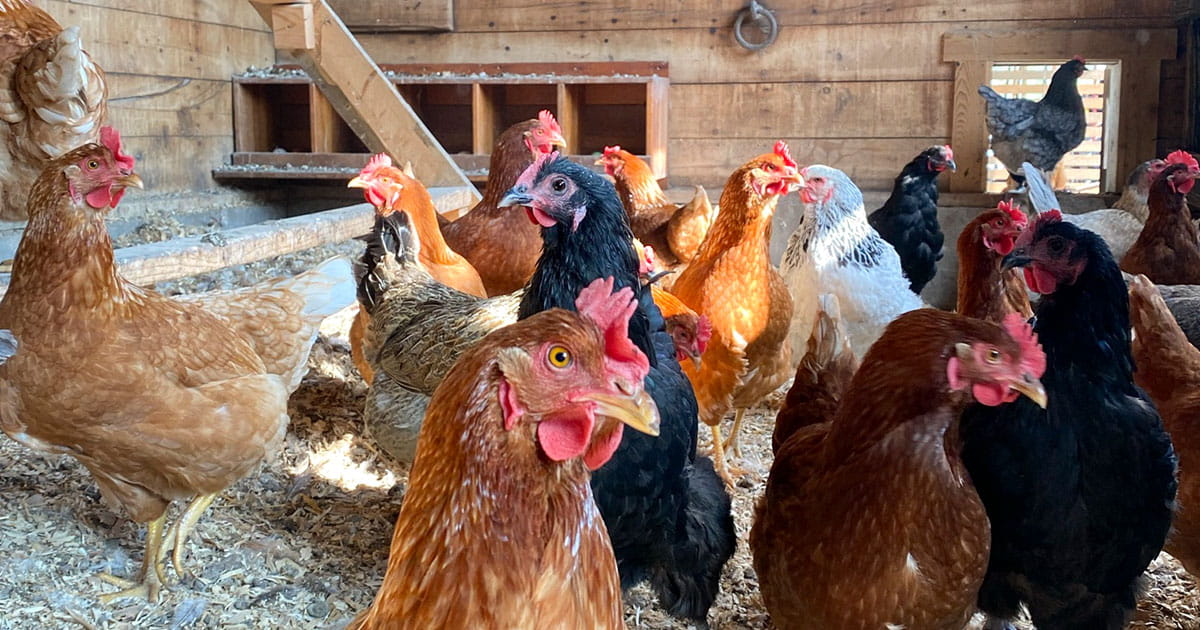 Hatch to Hen | Payback Nutrition