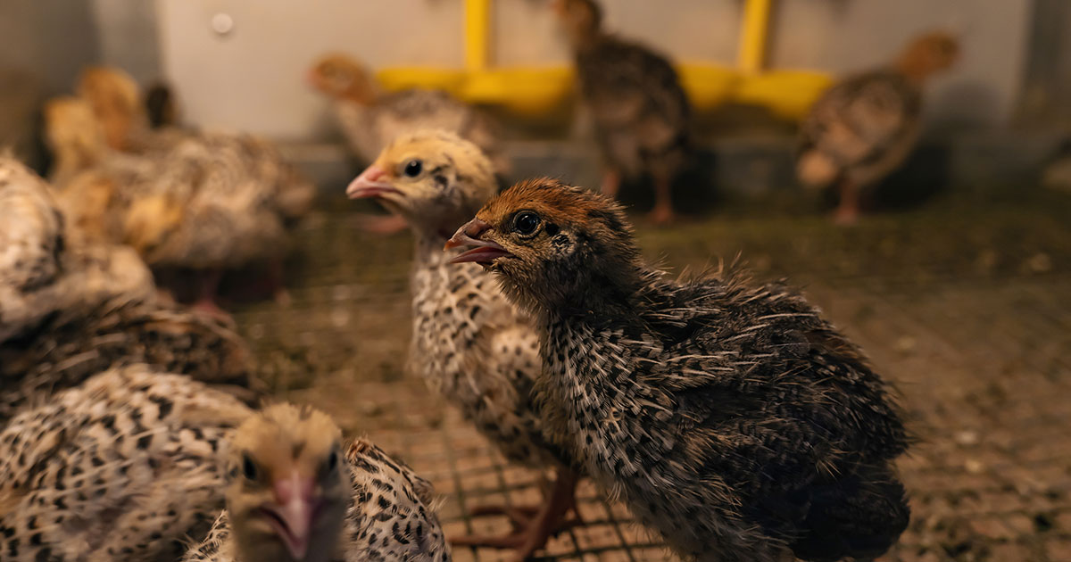 Quail Starter B Medicated | Payback Nutrition
