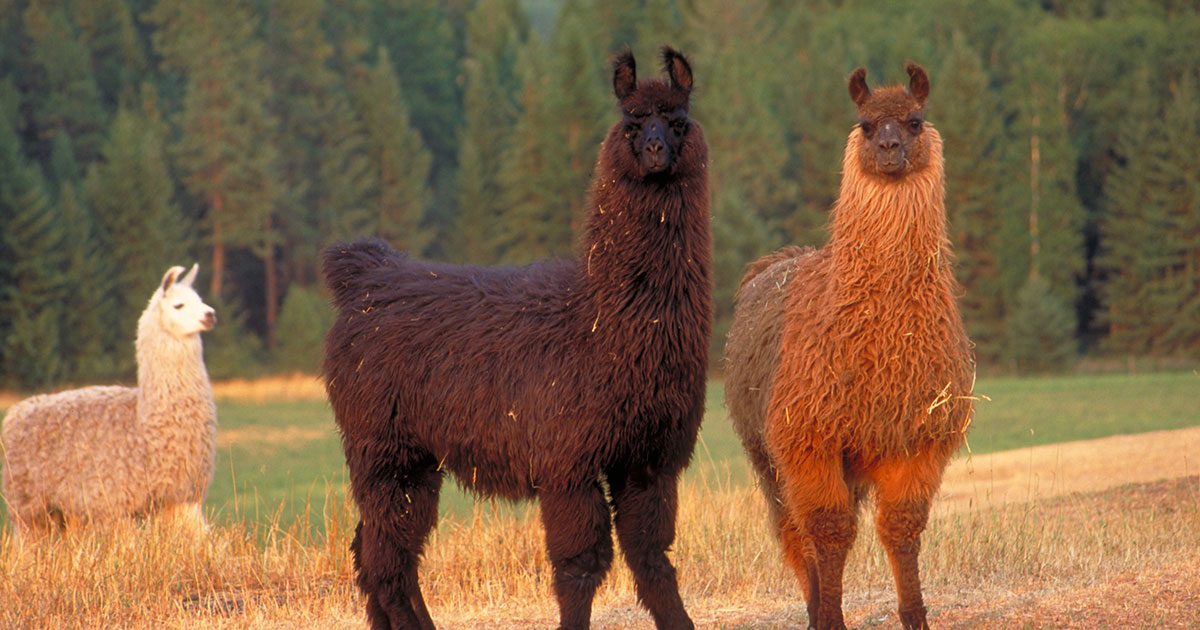 Llama Lunch feed for energy and wellness | Payback Nutrition