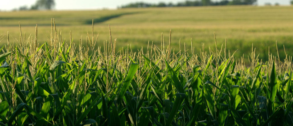 nitrogen hungry crops