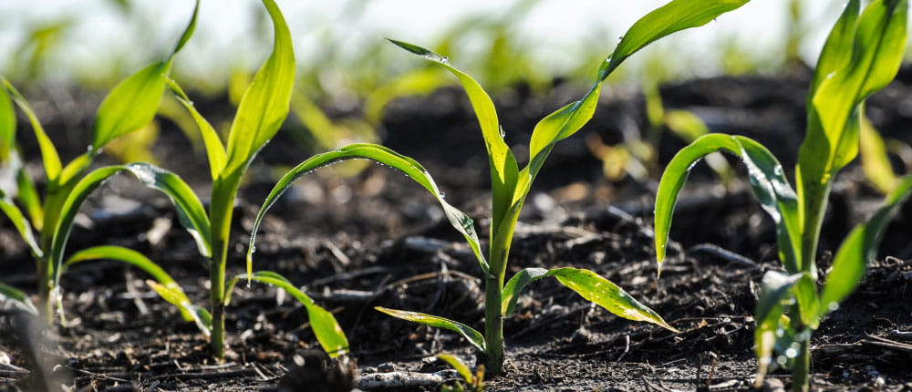 5 things to know about starter fertilizer | Agronomy