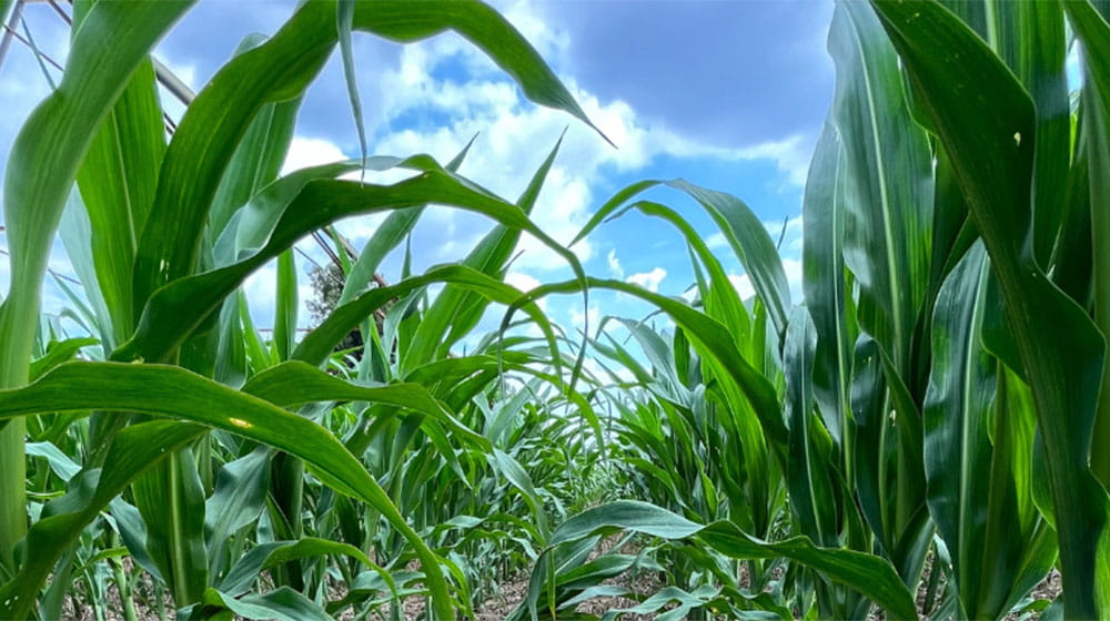 Breaking down the benefits of a new powerful, unique corn herbicide ...