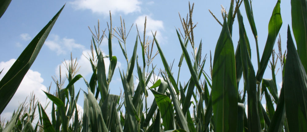 In disease or drought, keep your crops strong | Agronomy