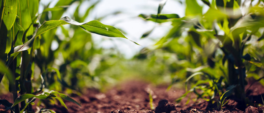 Flexibility in corn weed control | Agronomy