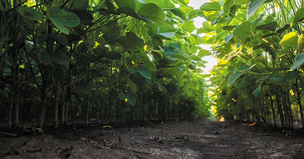 Two steps to soybean weed control through canopy closure | Agronomy
