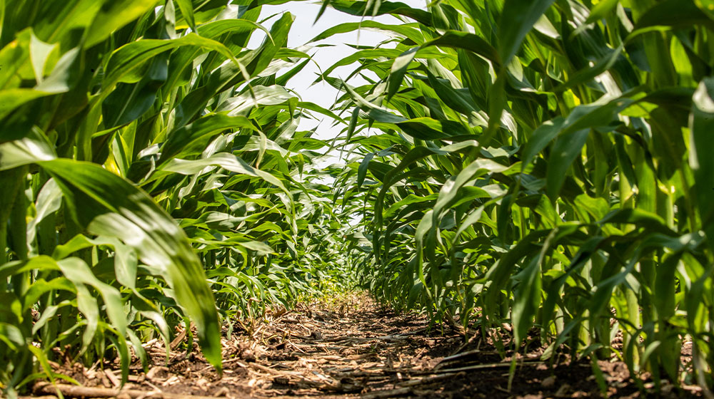 In-season crop nutrient strategies | CHS Inc.