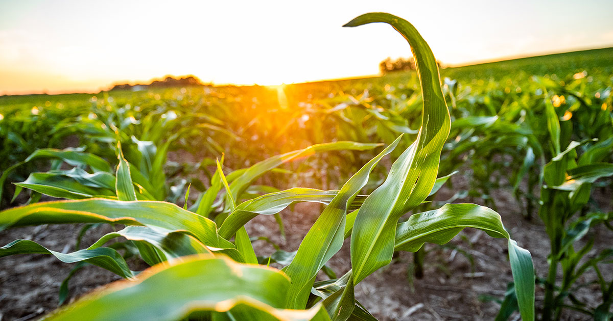 5 ways to optimize your fertilizer investment | CHS Inc.